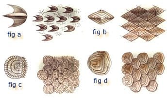 Peces fósiles – Educación para la vida